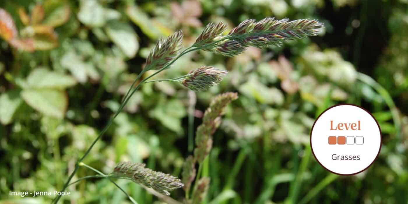 Grasses, Sedges and Rushes – Field Studies Council