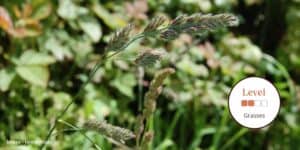 Grasses, Sedges and Rushes – Field Studies Council