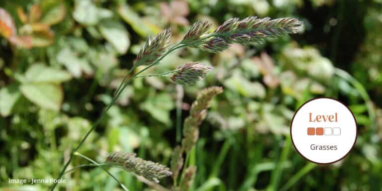 Grasses, Sedges and Rushes – Field Studies Council