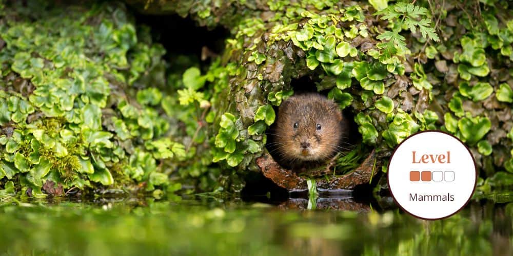Discovering Water Voles: Biology, Ecology and Surveying - Online ...
