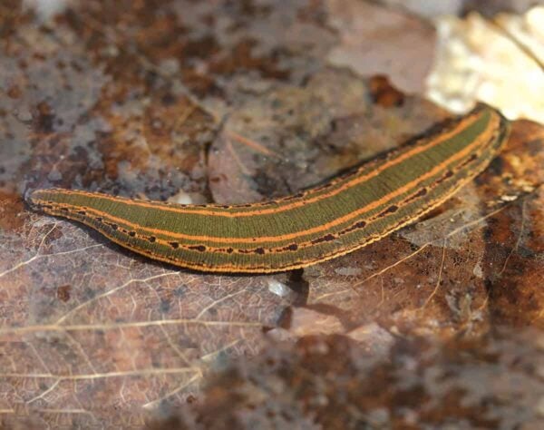 New AIDGAP guide to freshwater leeches – Field Studies Council