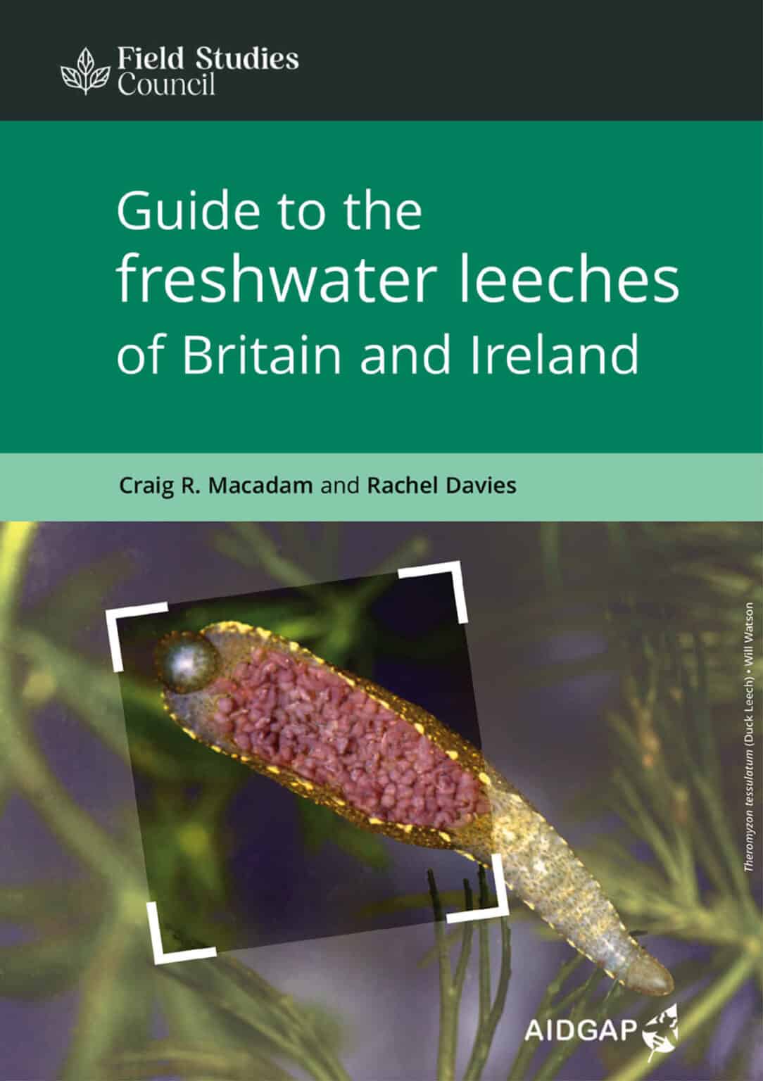 New AIDGAP guide to freshwater leeches – Field Studies Council
