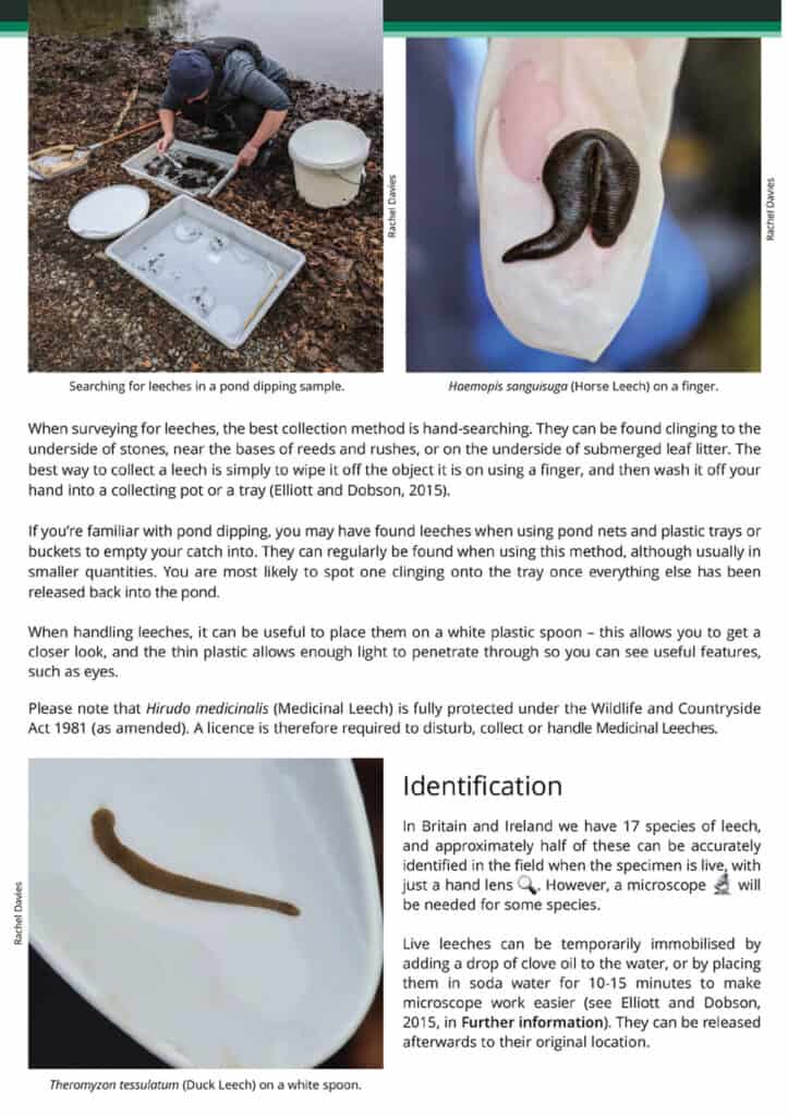 Freshwater leeches | AIDGAP | Field Studies Council