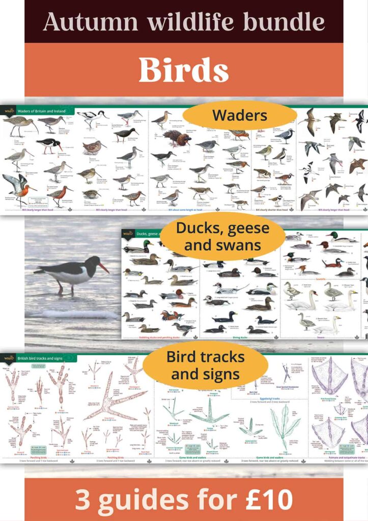 Publications Archives – Field Studies Council