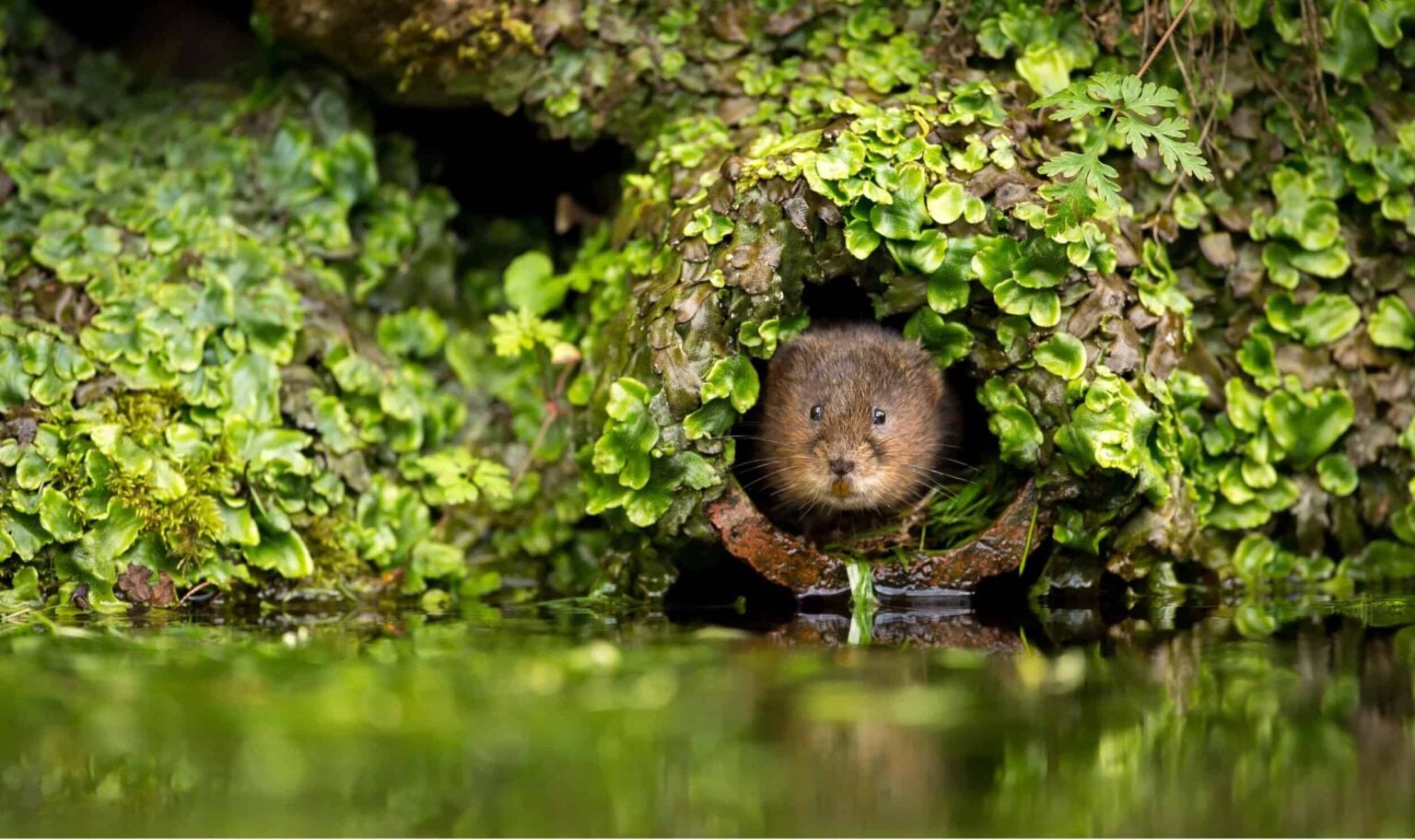 Water Voles: Ecology, Surveying and Conservation – Field Studies Council