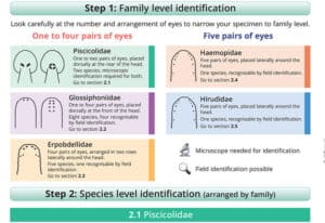 New AIDGAP guide to freshwater leeches – Field Studies Council