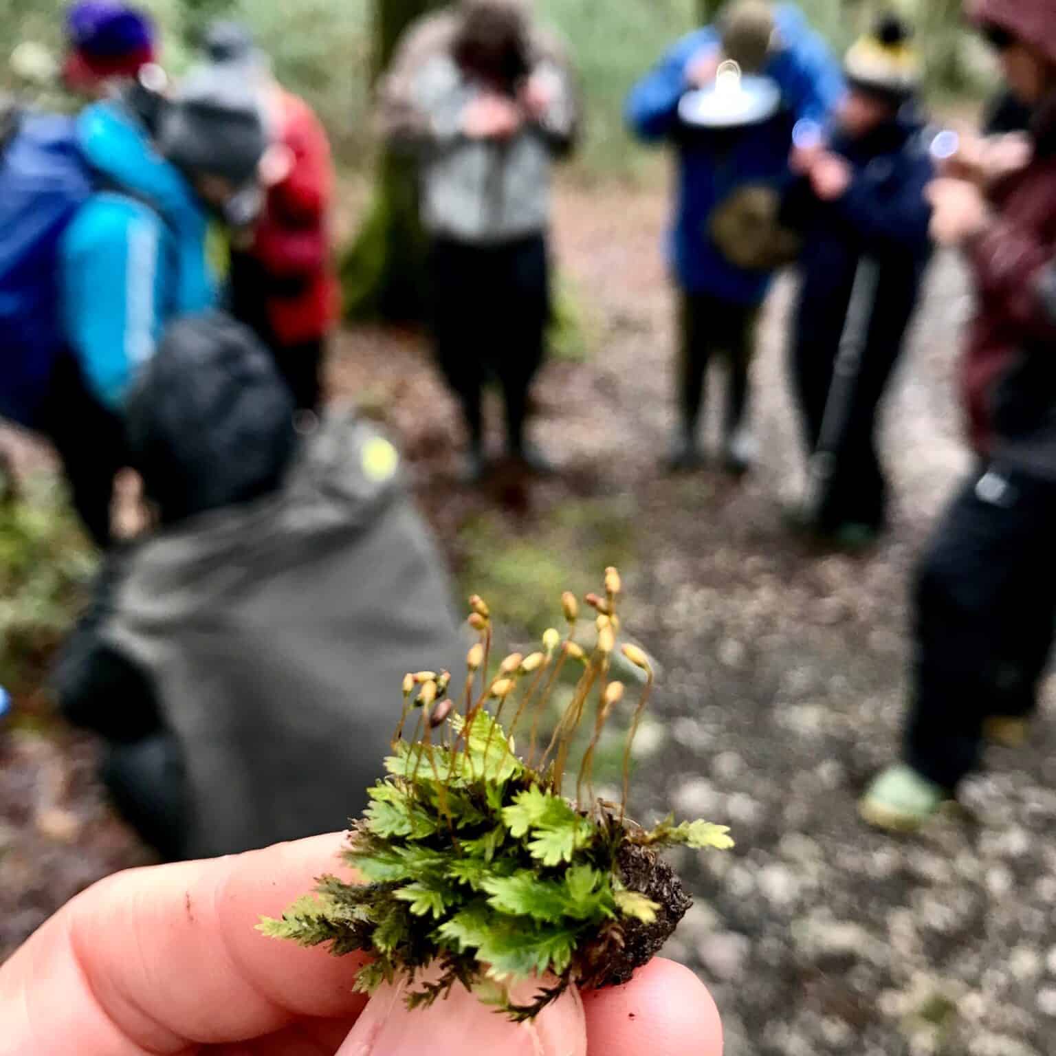 Mosses: An Introduction (Half Day) – Field Studies Council