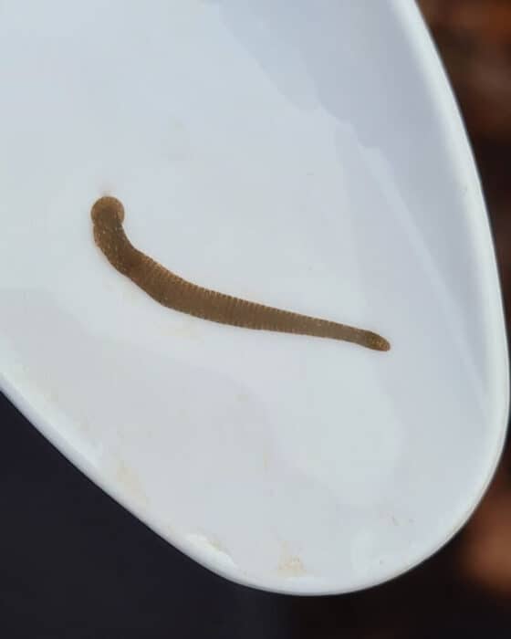 New AIDGAP guide to freshwater leeches – Field Studies Council