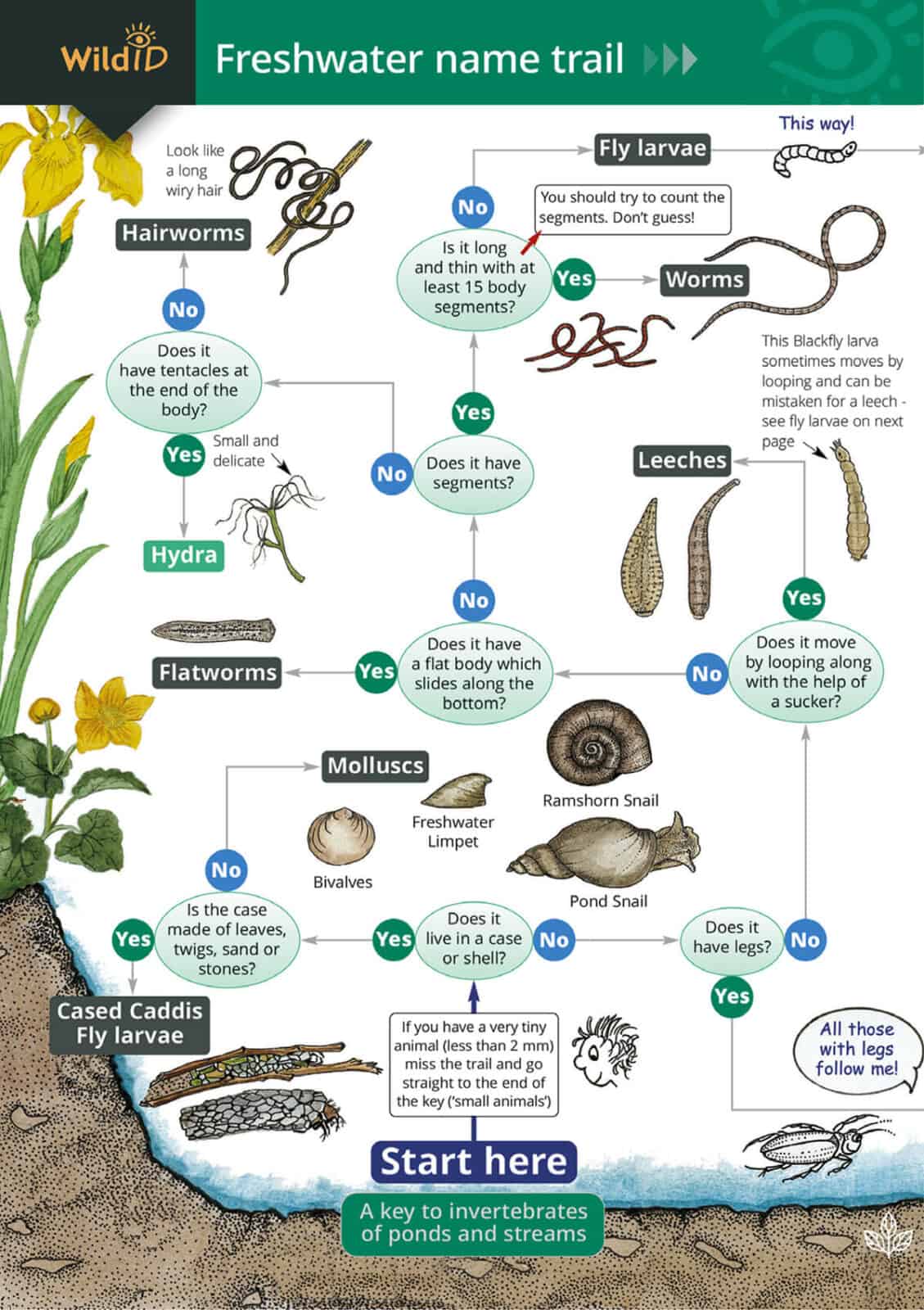 Aquatic life in the River Evenlode – Field Studies Council