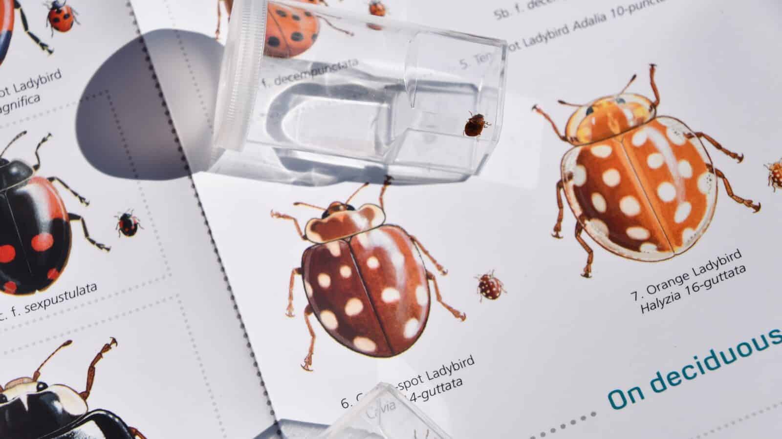 Introduction to Terrestrial Invertebrates and Sampling Techniques ...