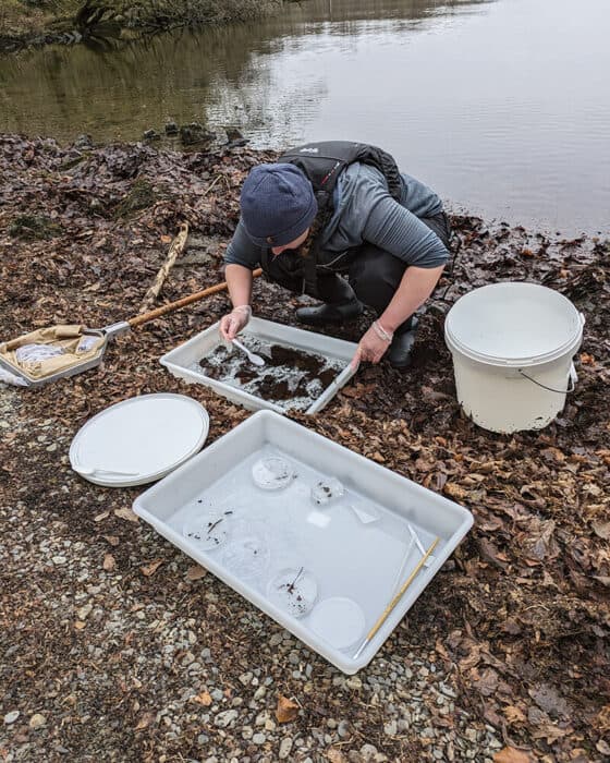 New AIDGAP guide to freshwater leeches – Field Studies Council
