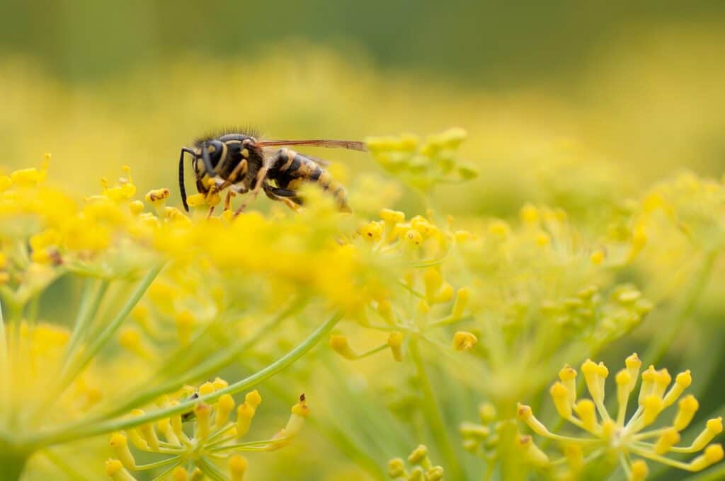 Gardening for pollinators – Field Studies Council