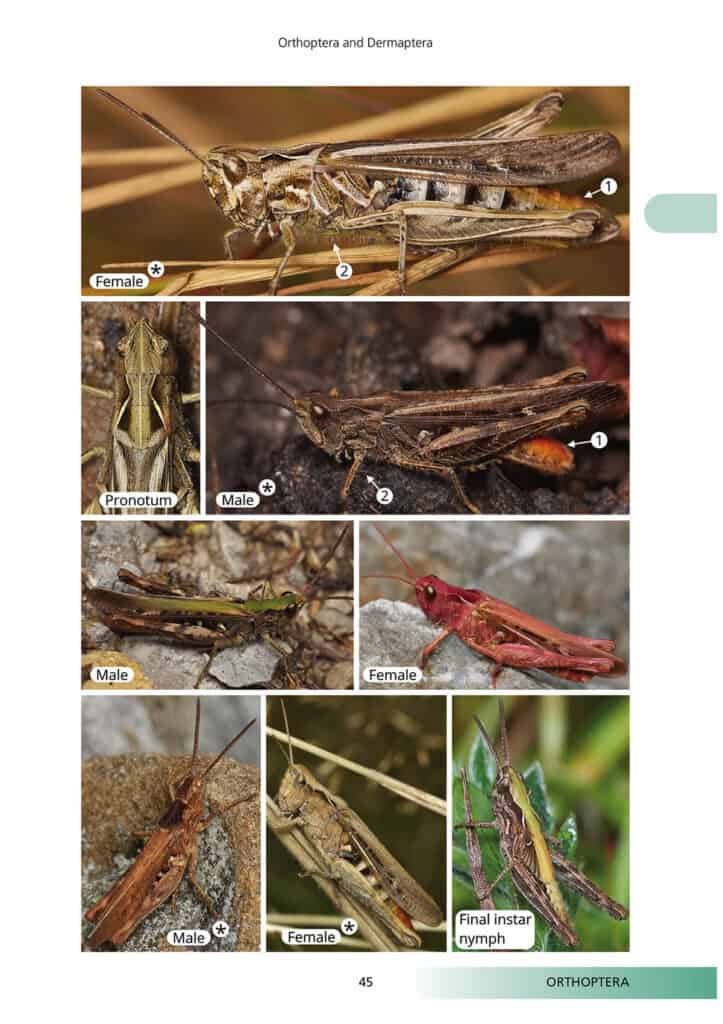Orthoptera and Dermaptera – Field Studies Council