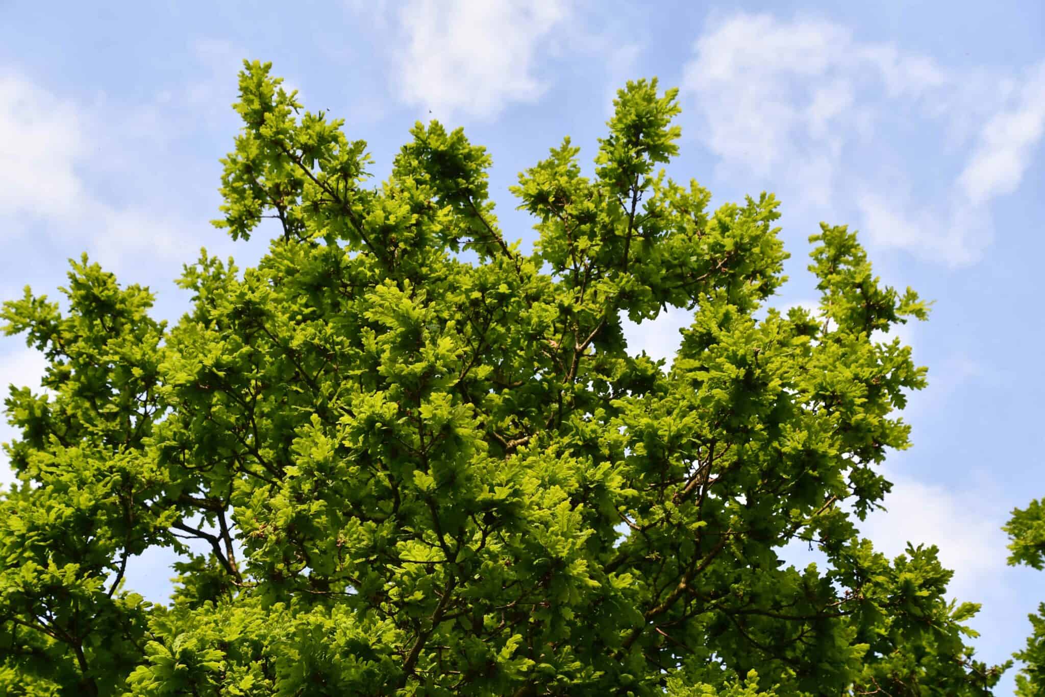 Broadleaf Trees: Summer Identification, Ecology and Surveying- HAU ...