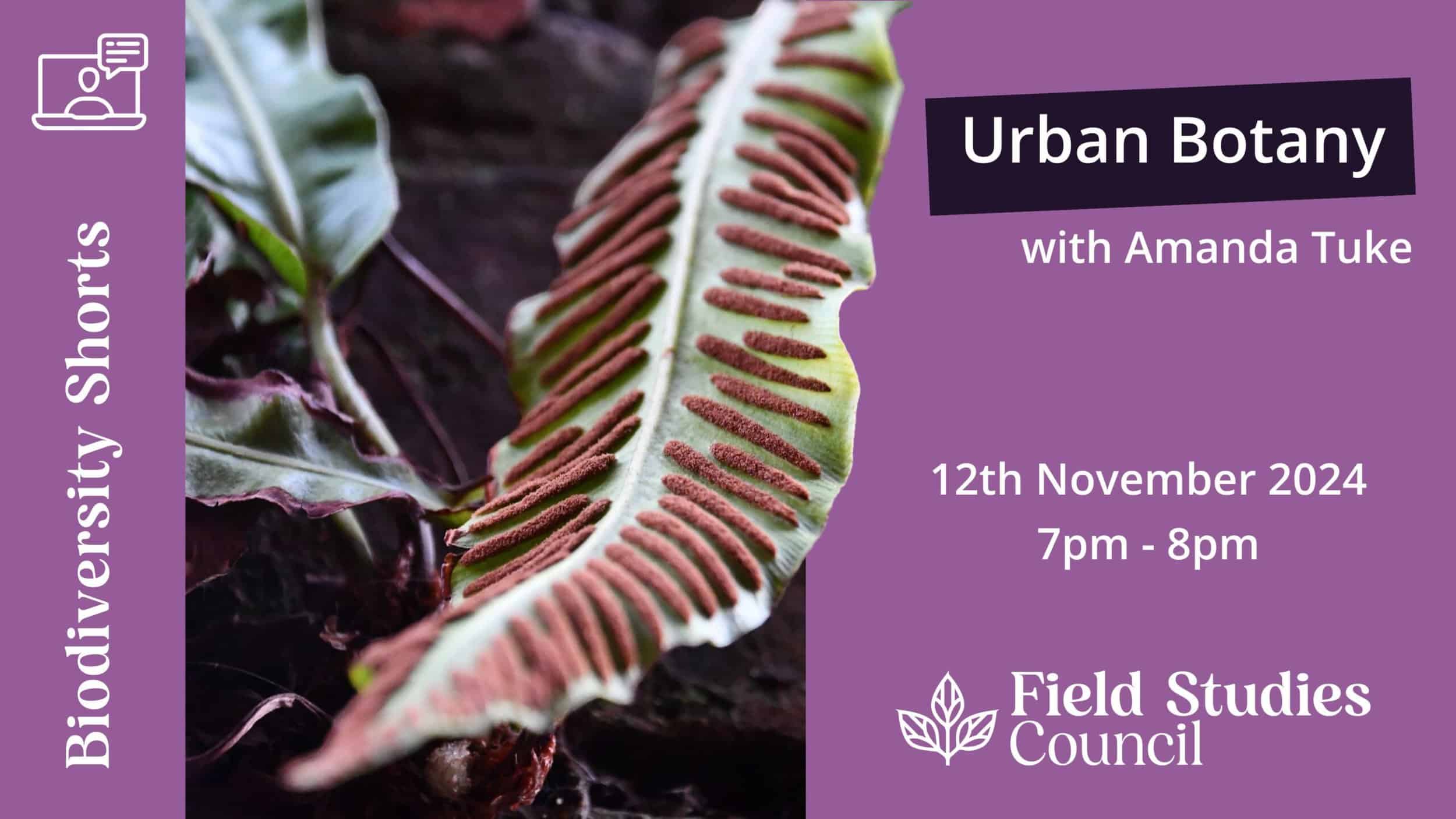 Urban Botany with Amanda Tuke - Webinar 12/11/2024 – Field Studies Council