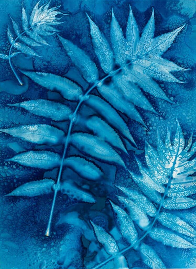 Cyanotype Sun Printing Masterclass – Field Studies Council
