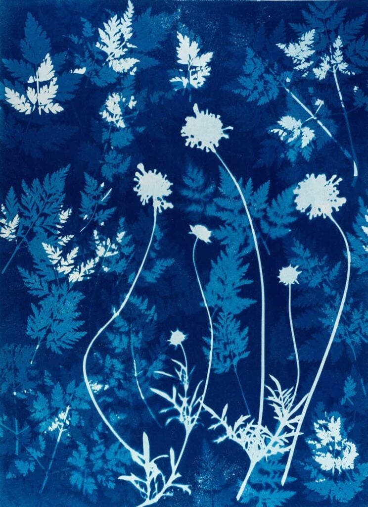 Cyanotype Sun Printing – Field Studies Council