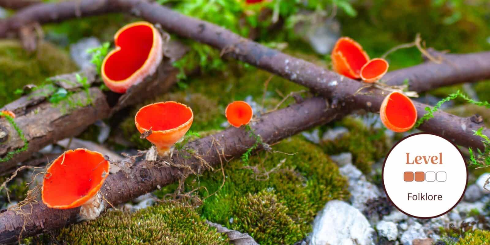 Botany Courses | Online and UK wide | Field Studies Council