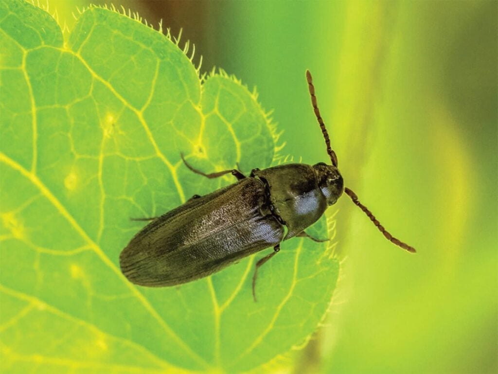 Click beetles atlas – Field Studies Council