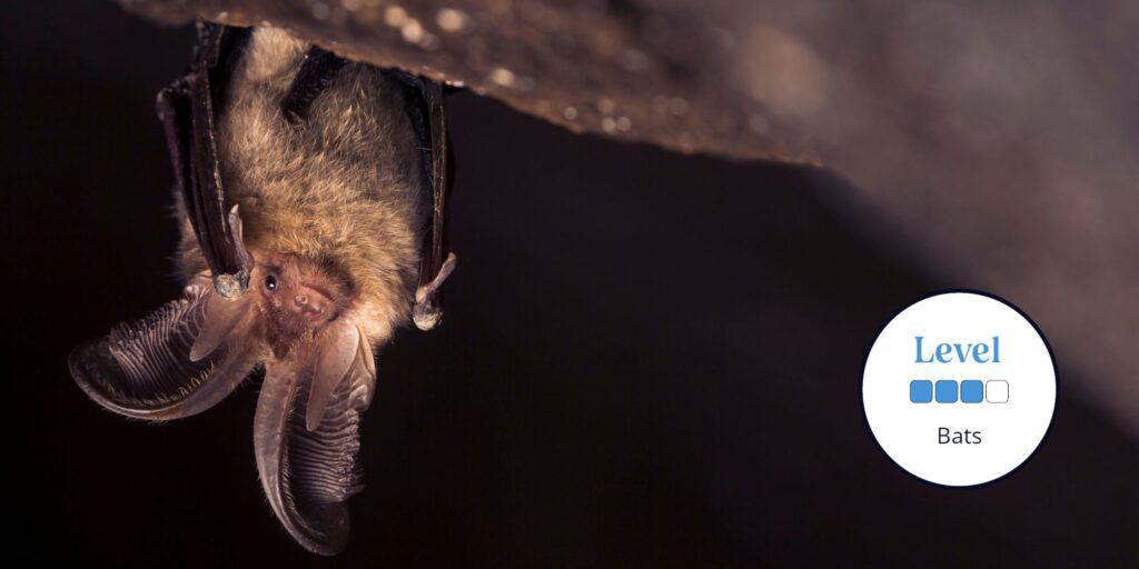 Bats: Ecology, Conservation and Surveying- HAU – Field Studies Council