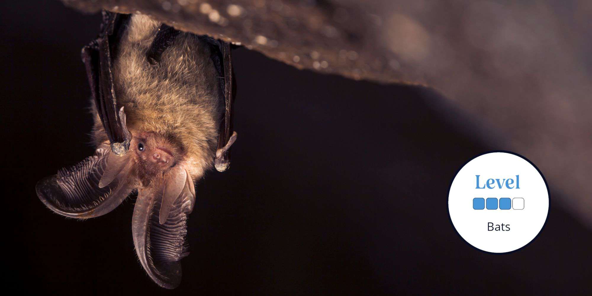 Bat Courses | Uk Wide and Online | Field Studies Council