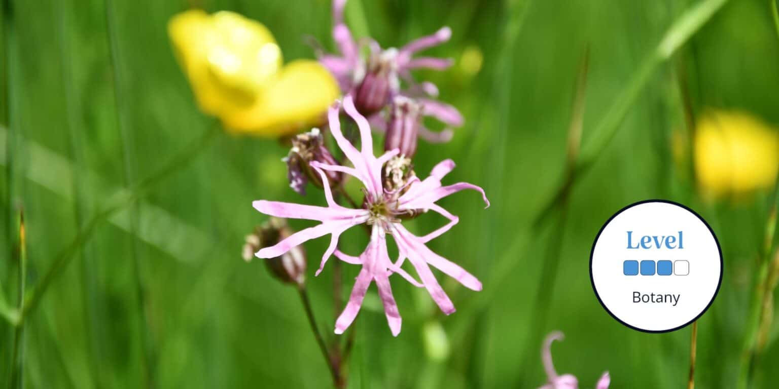 Botany Courses | Online and UK wide | Field Studies Council