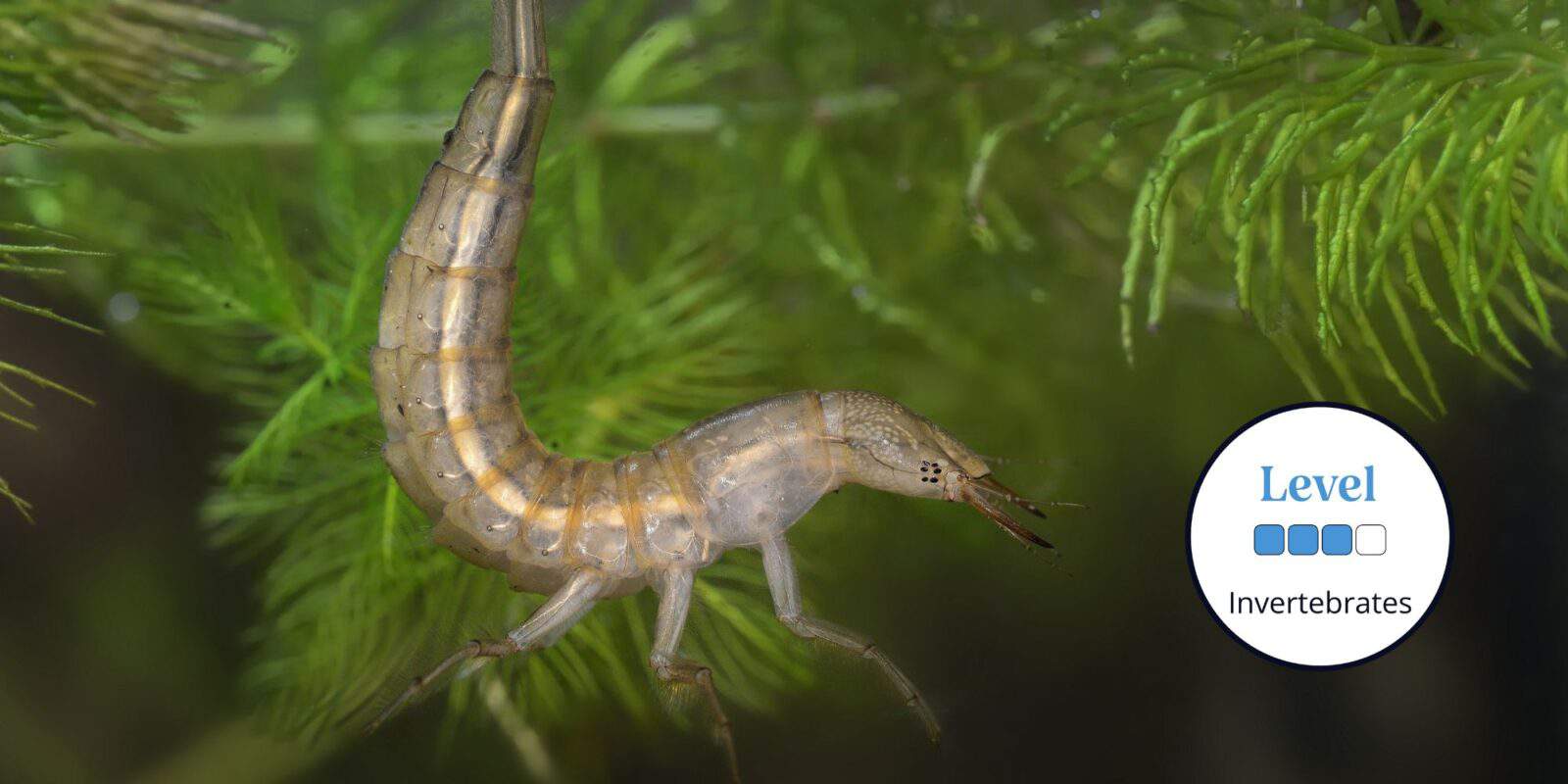 Introduction to Freshwater Invertebrates – Field Studies Council