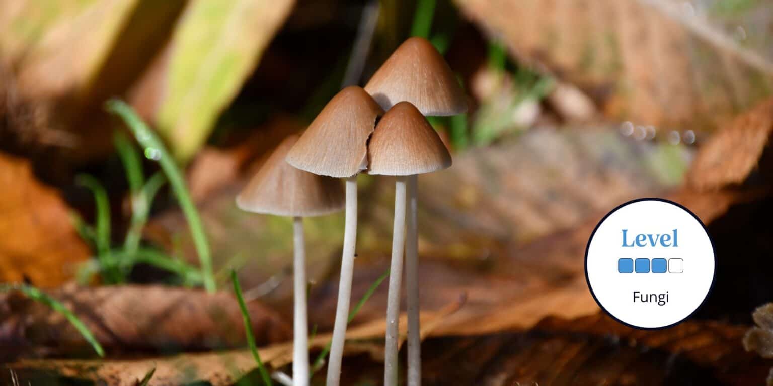 Fungi Courses | Online and UK Wide | Field Studies Council