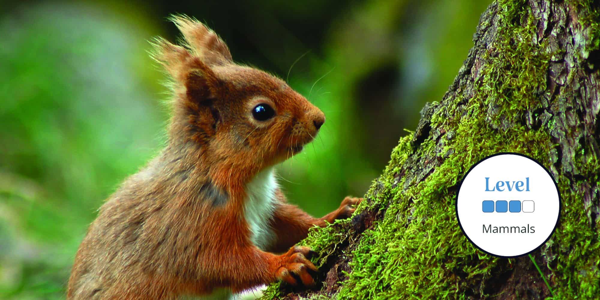 Mammals: Ecology, Conservation and Surveying- HAU – Field Studies Council