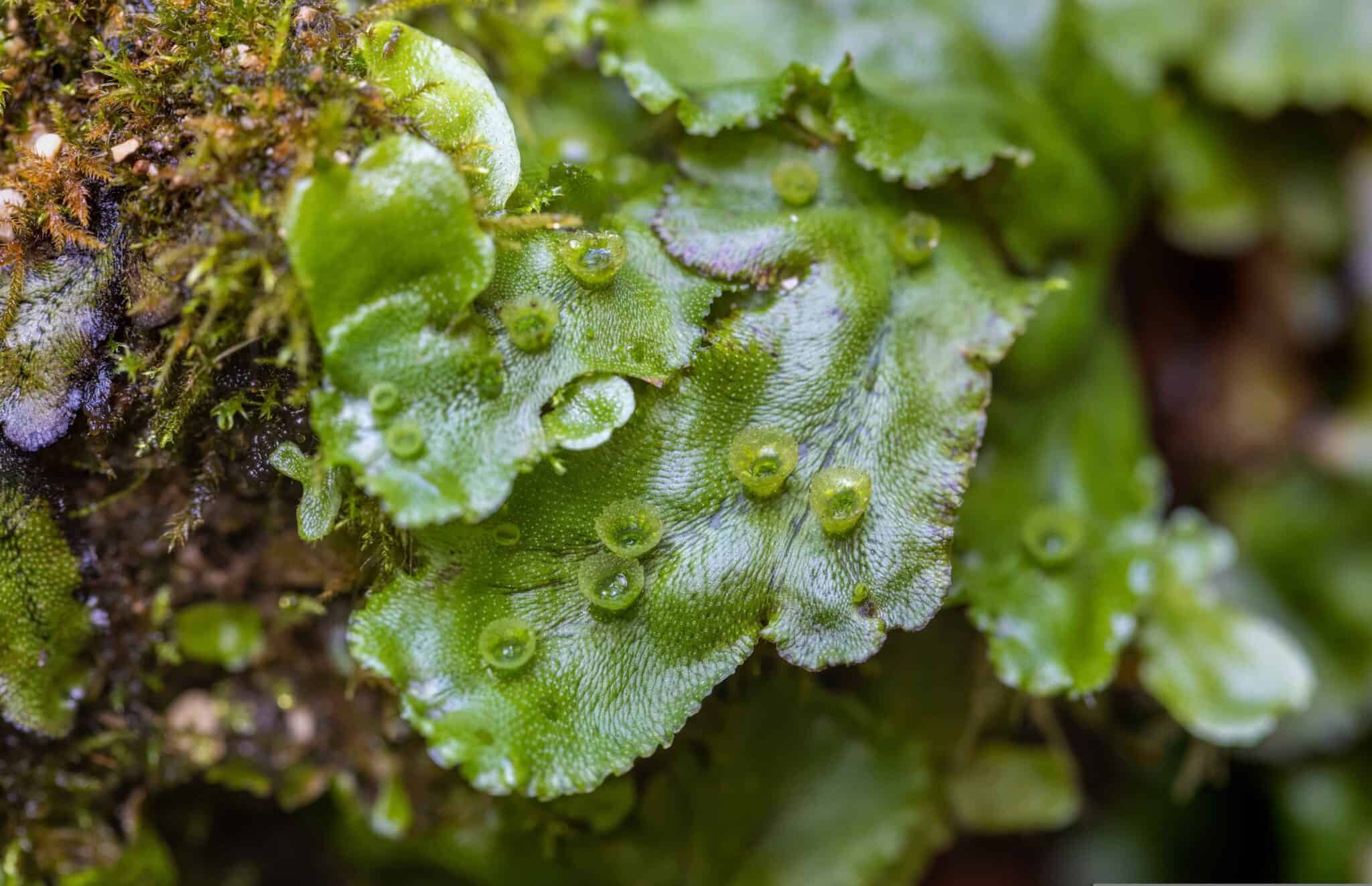 Bryophytes: Ecology and Identification- HAU – Field Studies Council