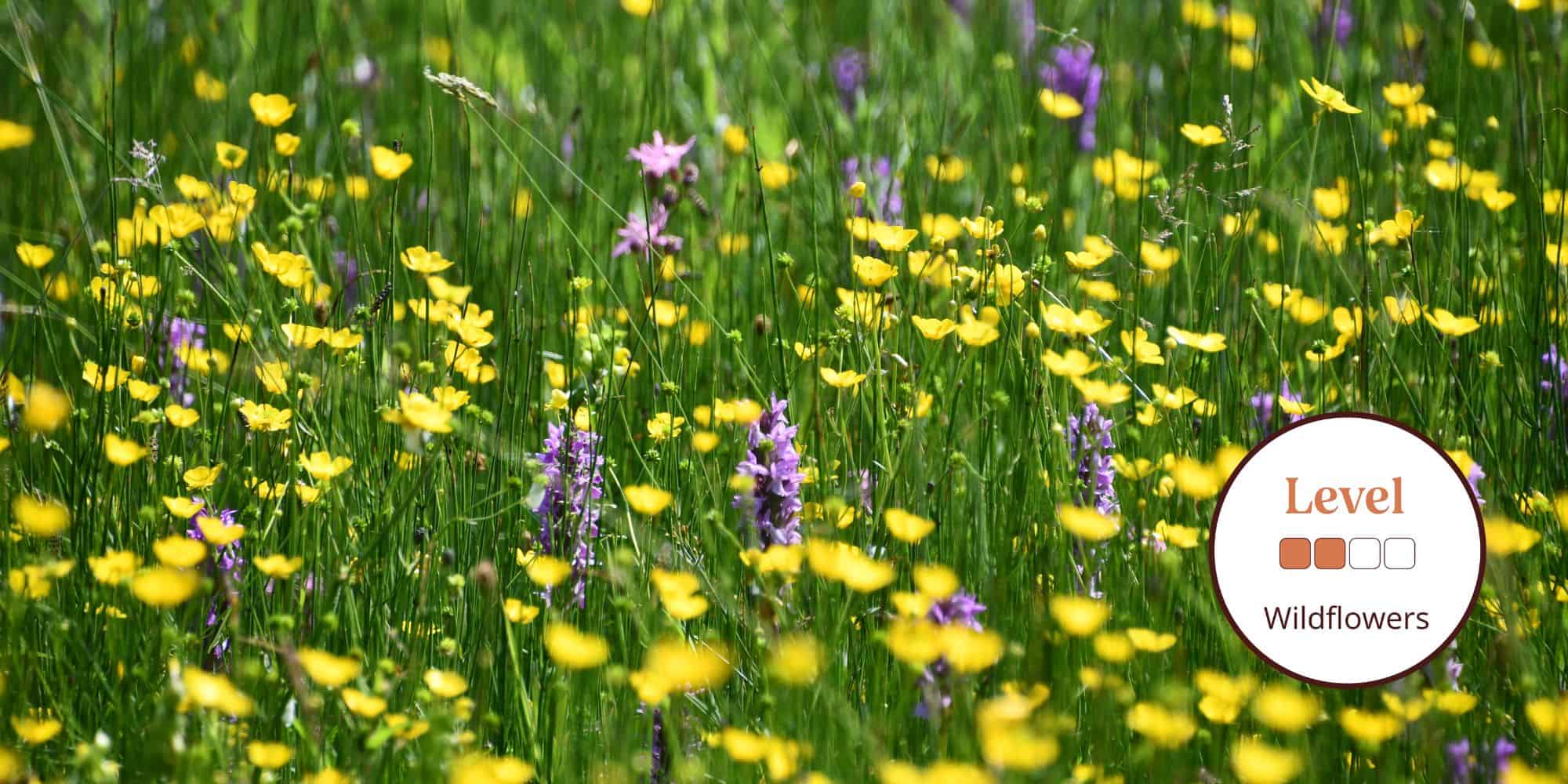 Waterside flowers – Field Studies Council