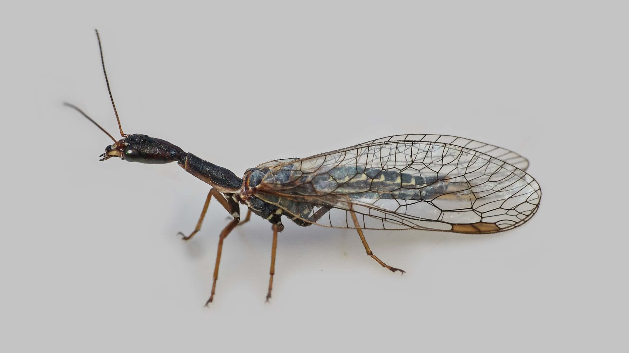 Shropshire Ento Day - 19th January 2025 – Field Studies Council