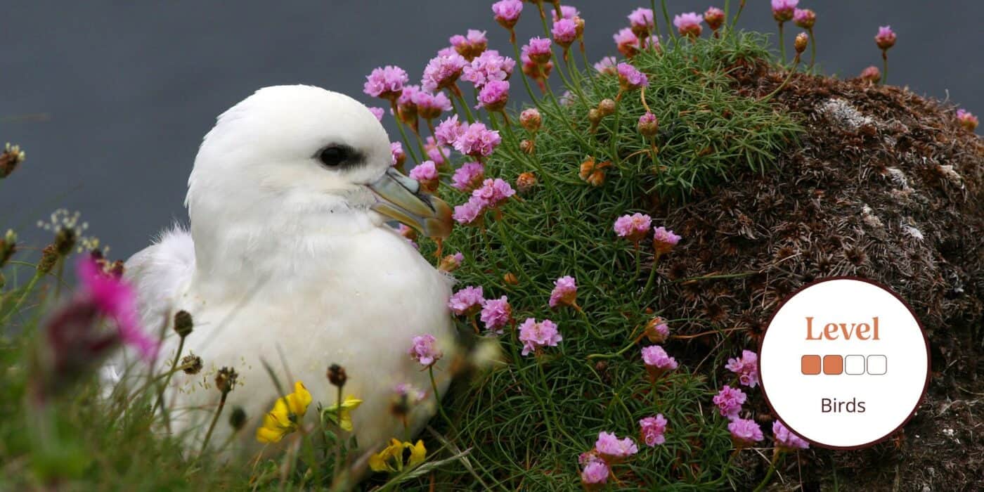 Birds Courses | Field Studies Council | Online and UK Wide