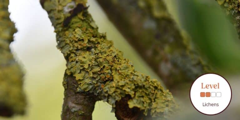 Churchyard lichens guide – Field Studies Council