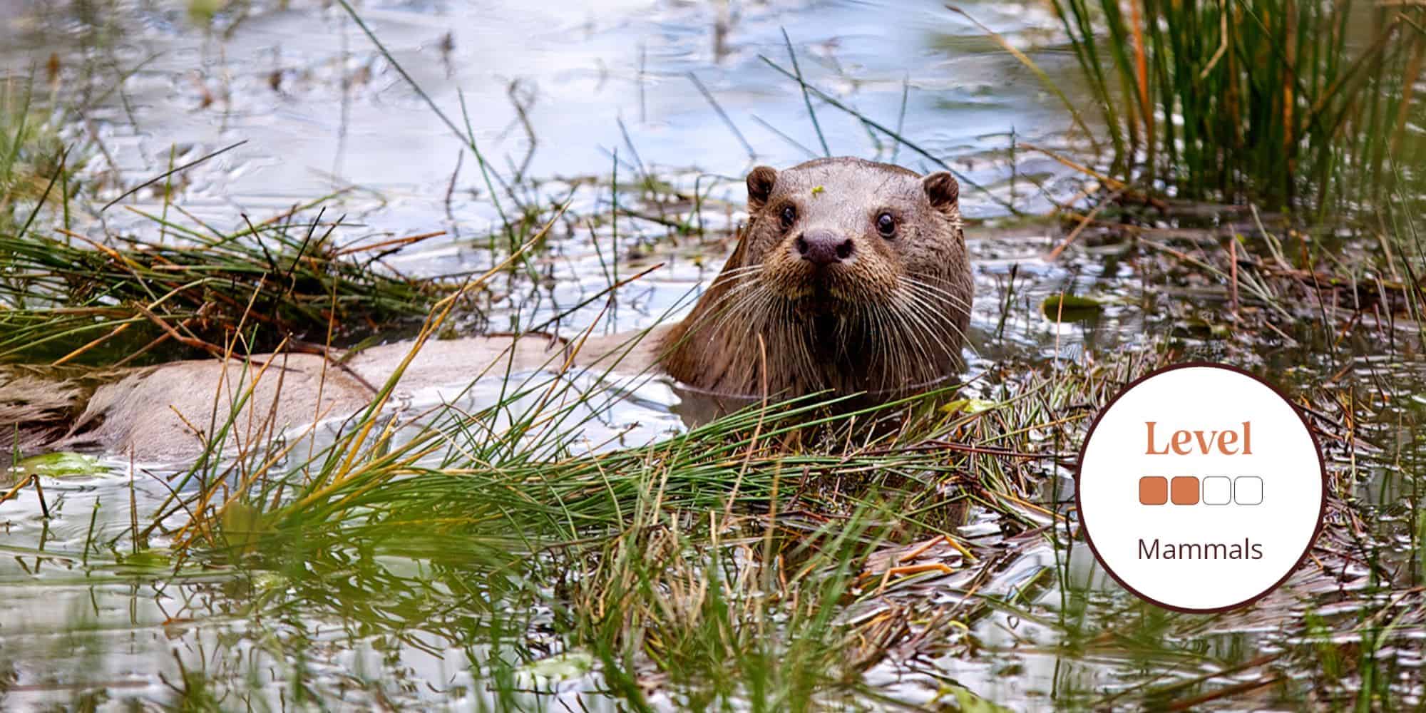 Otters: Ecology, Surveying and Conservation – Field Studies Council