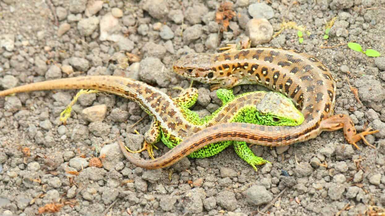 Sand Lizards – Field Studies Council