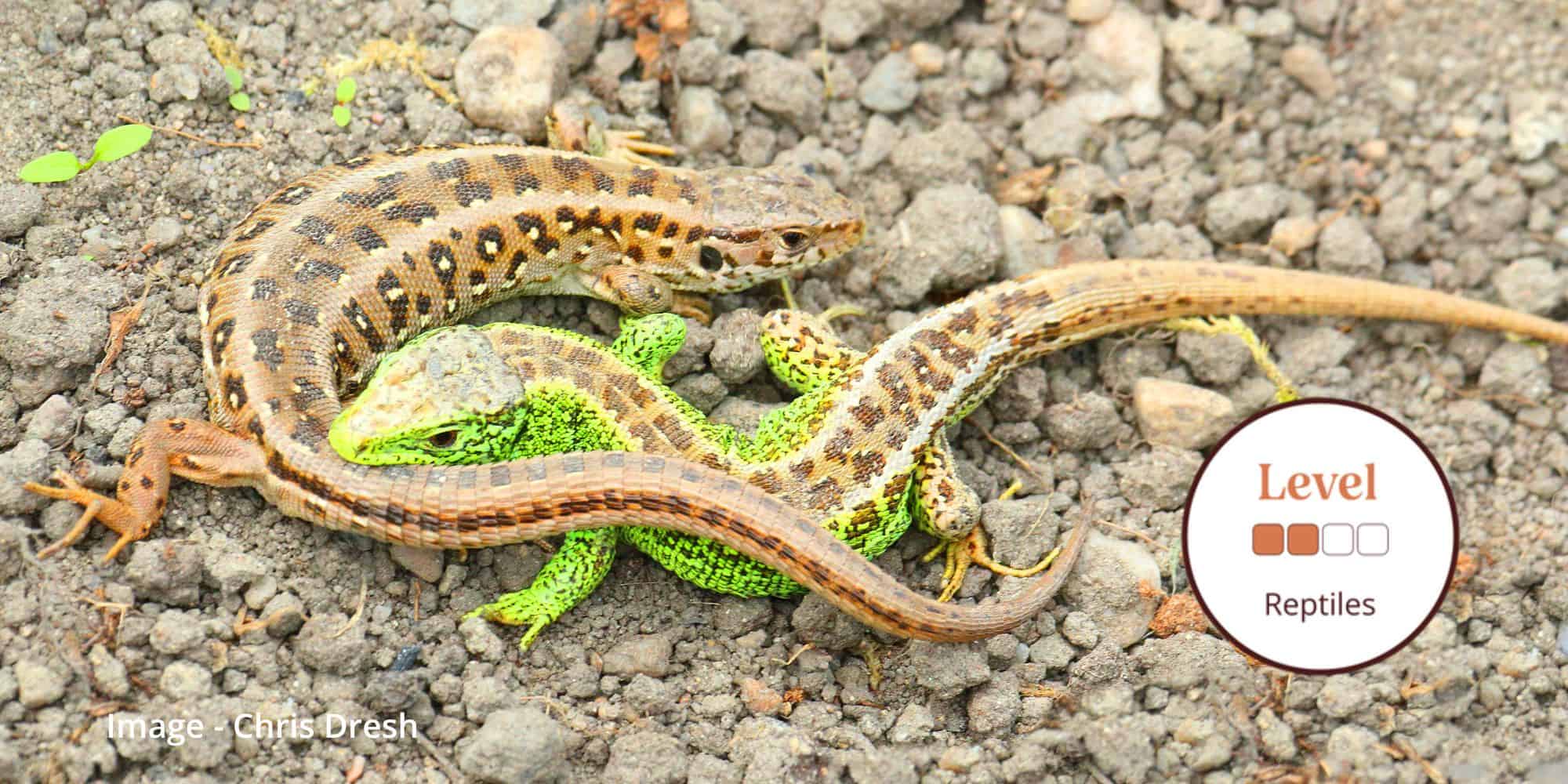 Sand Lizards – Field Studies Council