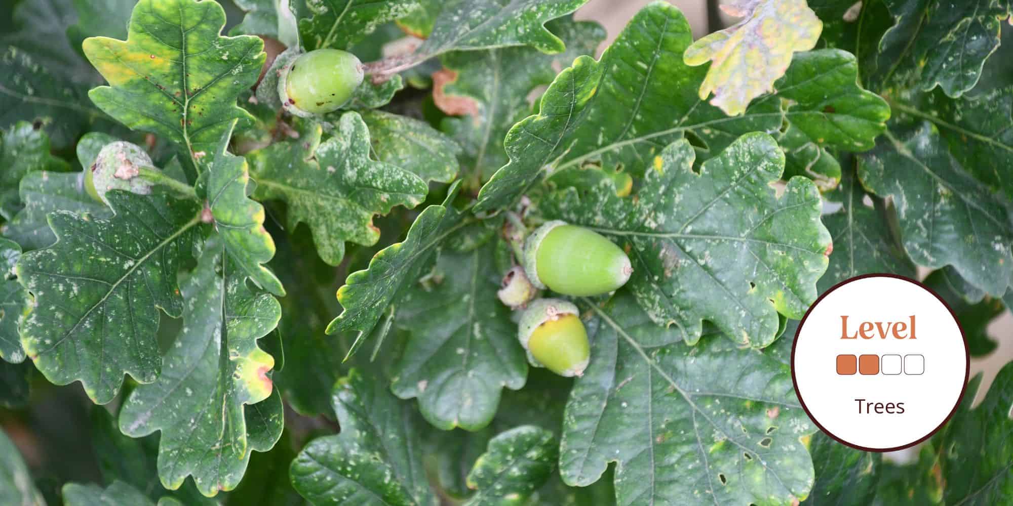 Tree Identification Courses | Beginner to Advanced | FSC