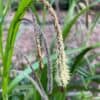 Grasses, Sedges, and Rushes: Identifying Common Species – Field Studies ...