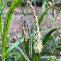Grasses, Sedges, and Rushes: Identifying Common Species – Field Studies ...