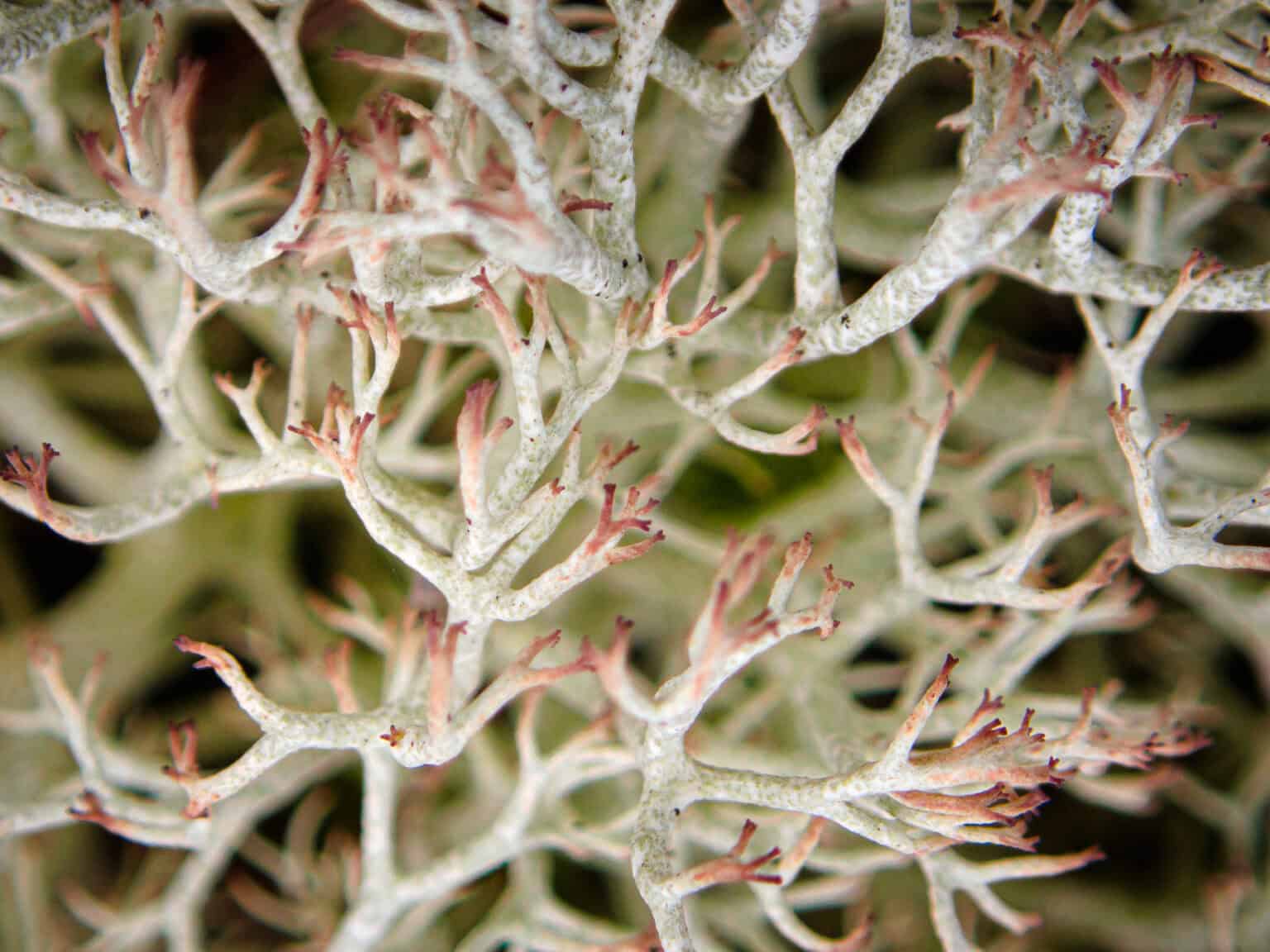 Lichens for Beginners – Field Studies Council