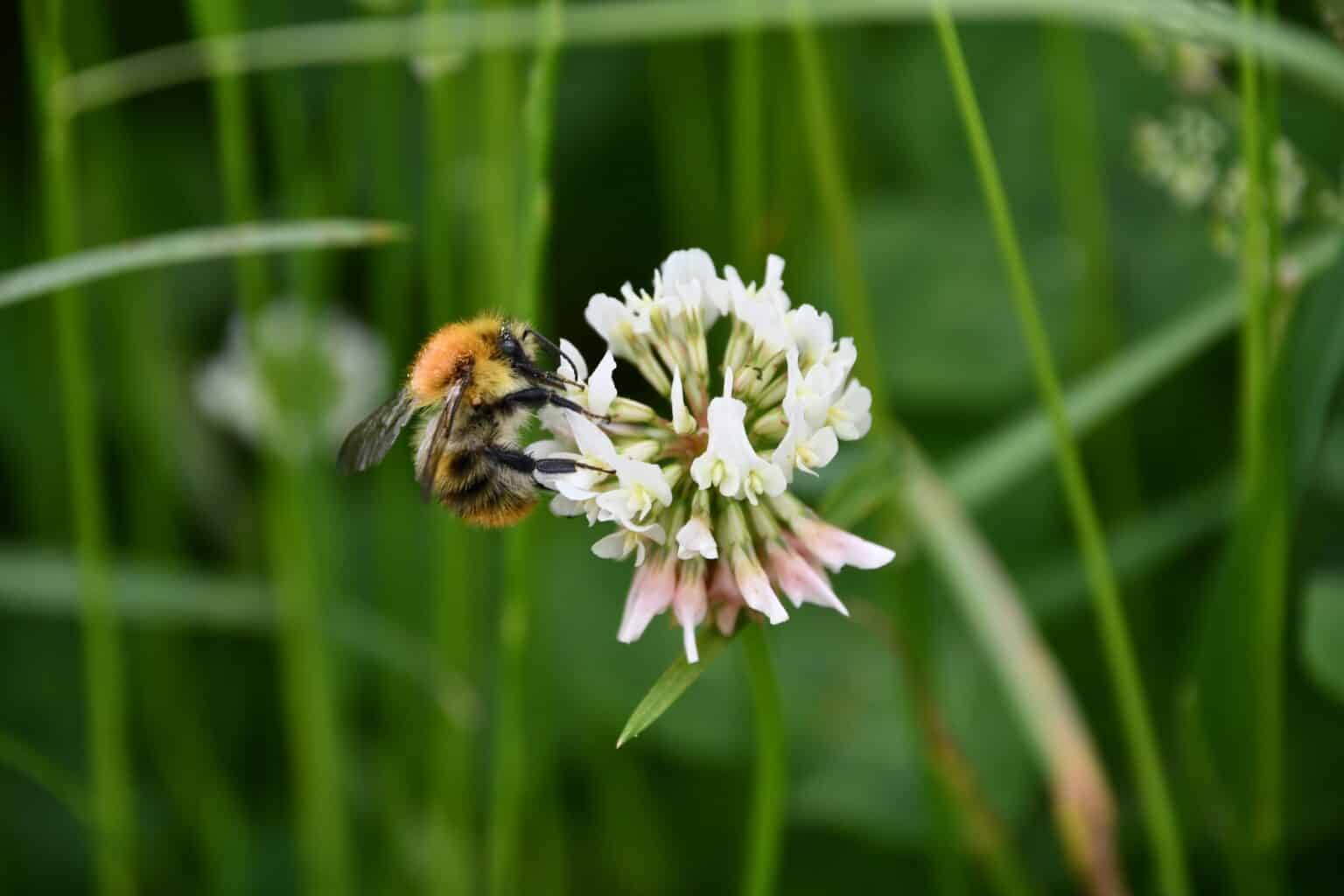 Pollinators: Ecology, Identification and Surveying- HAU – Field Studies ...