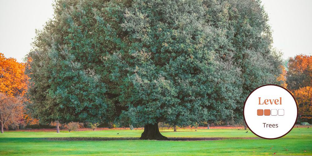 Tree Identification Courses | Beginner to Advanced | FSC