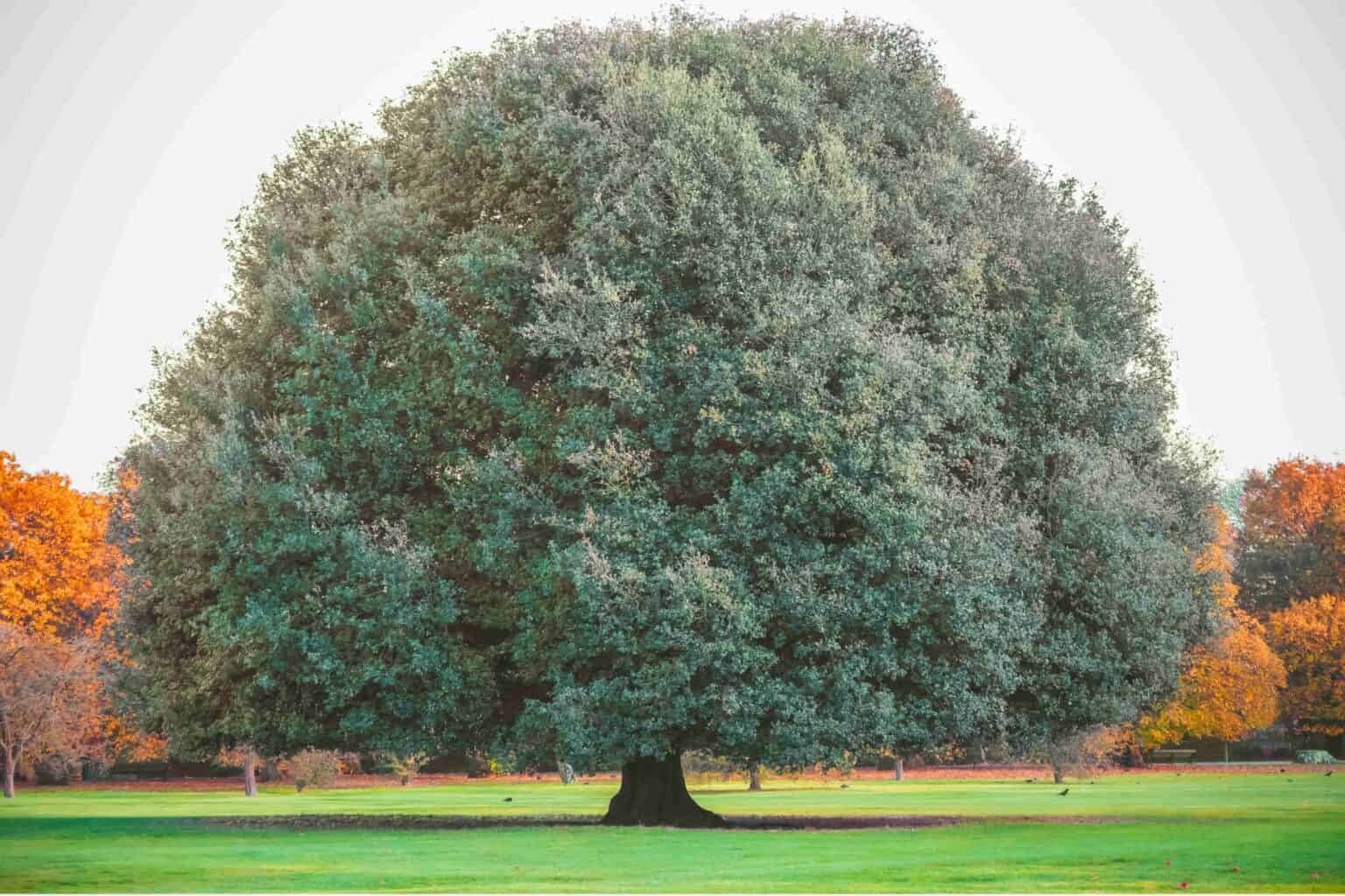 Discovering Veteran Trees of Greenwich Park – Field Studies Council
