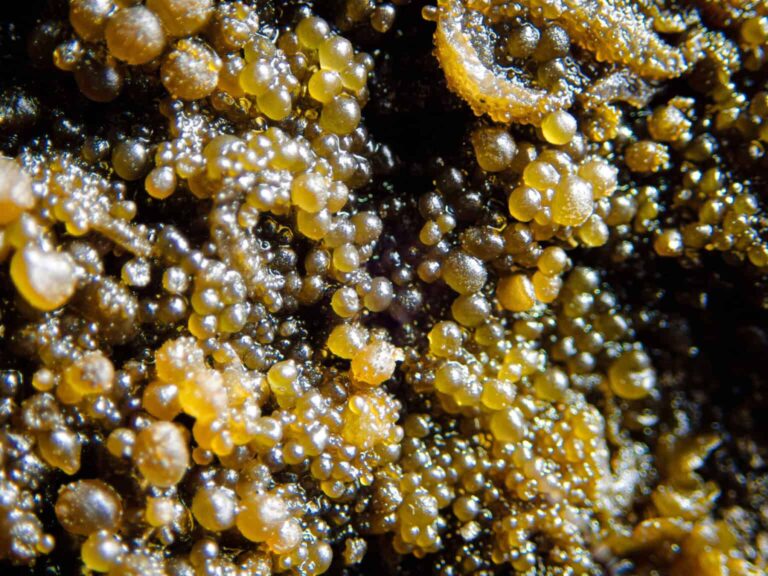 Lichens for Beginners – Field Studies Council
