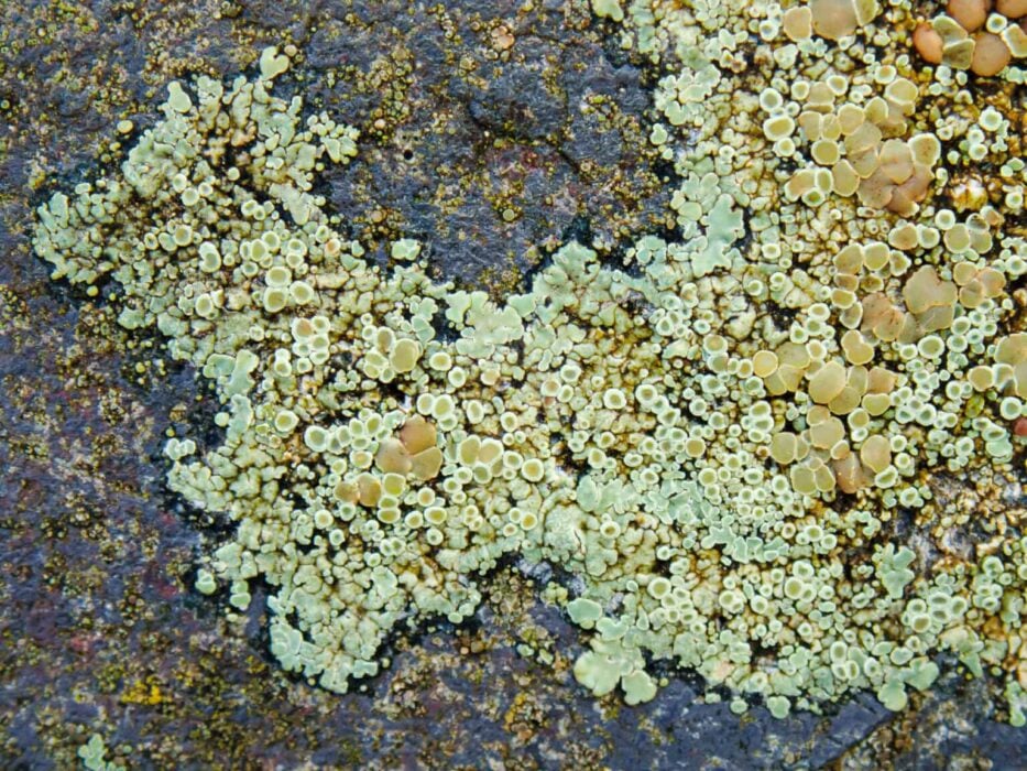 Lichens for Beginners – Field Studies Council