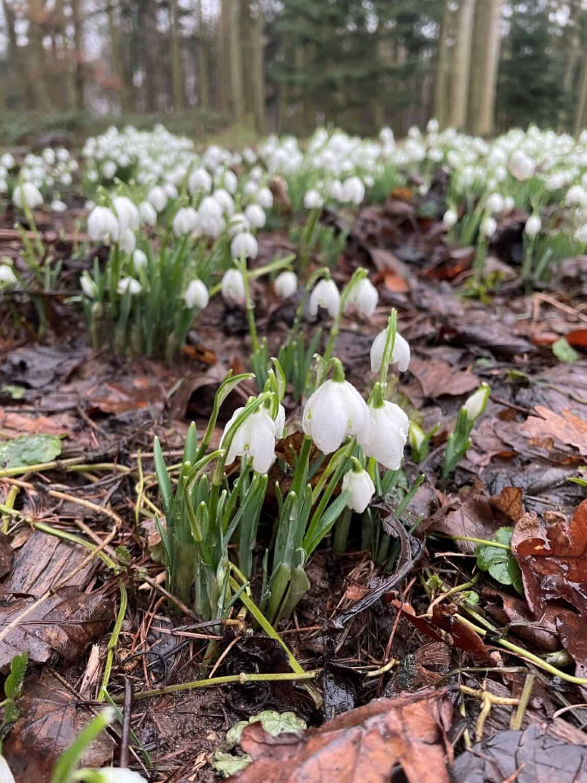 Spot the first signs of Spring for key research project – Field Studies ...