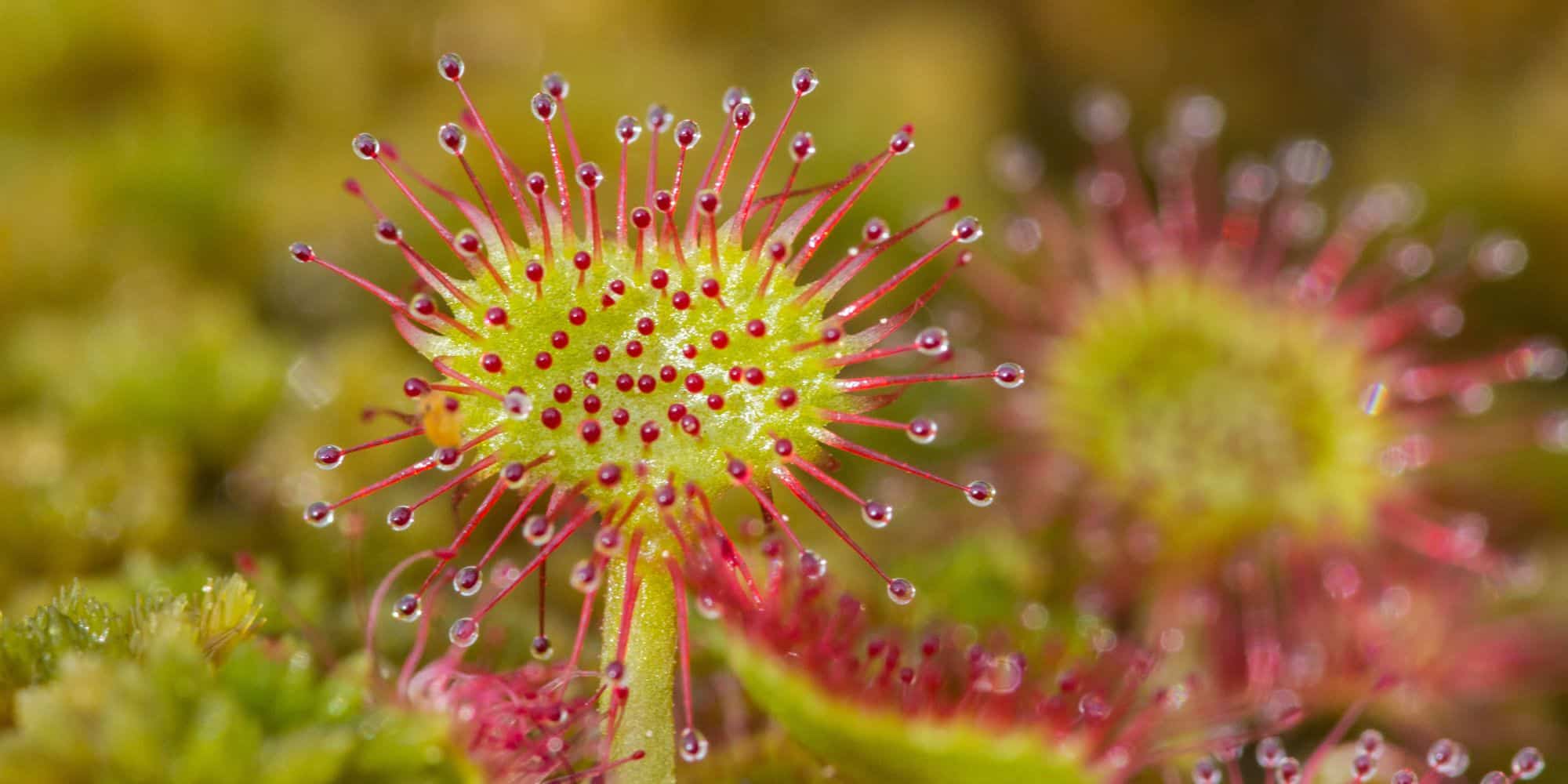 Heathland Flora – Field Studies Council