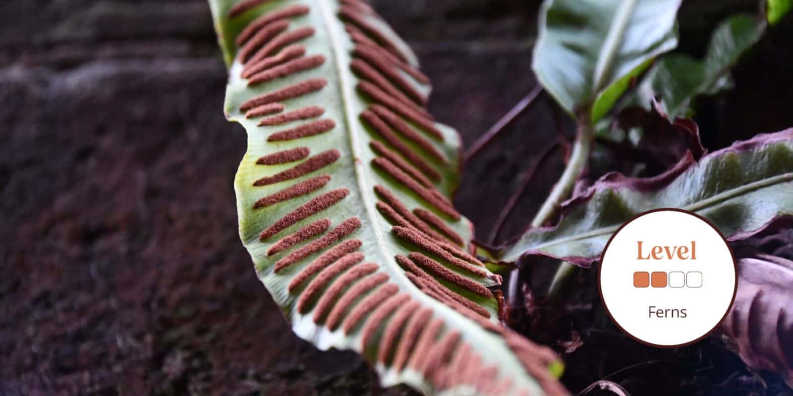 Ferns guide – Field Studies Council