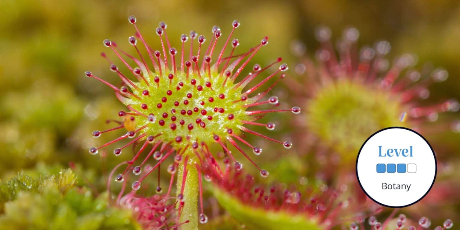 Botany Courses | Online and UK wide | Field Studies Council